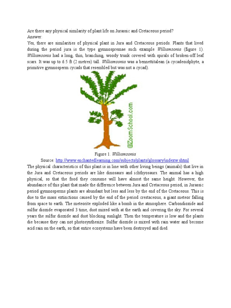 Physical Traits of Williamsonia Plant | PDF