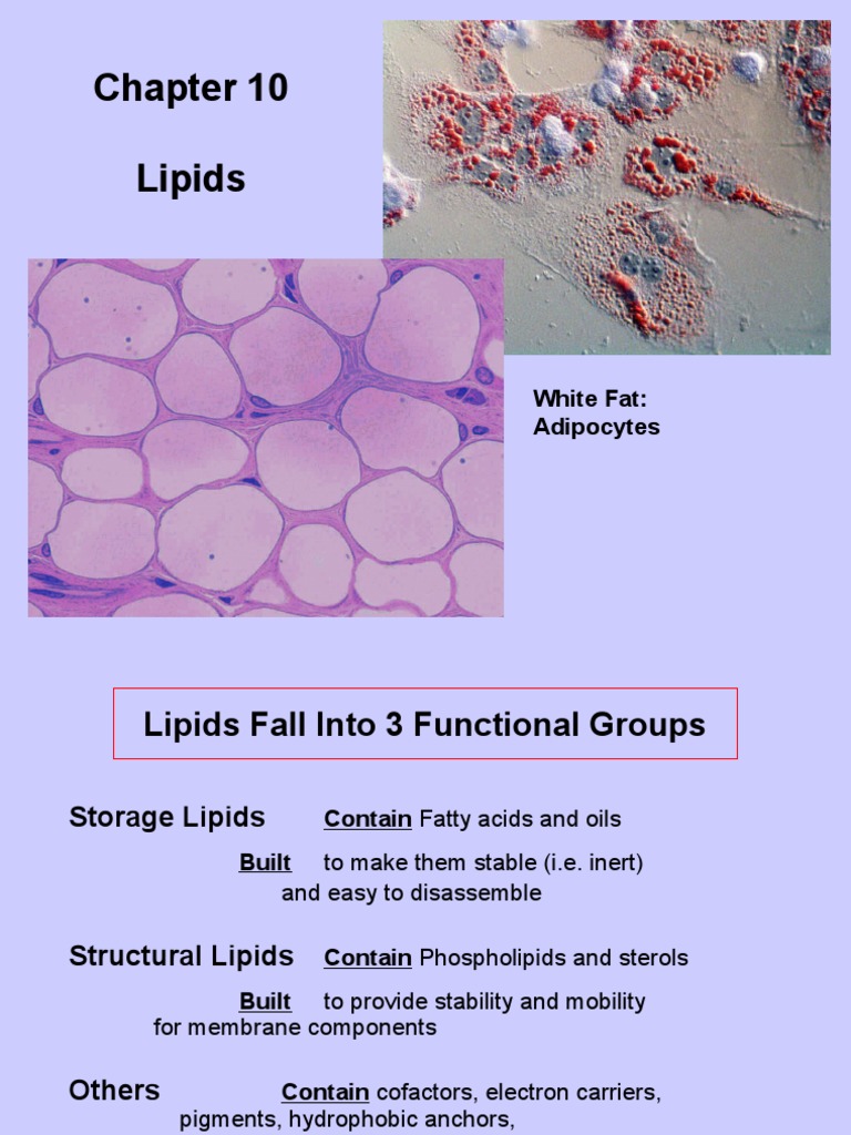 Lipids: White Fat: Adipocytes | PDF | Lipid | Chromatography