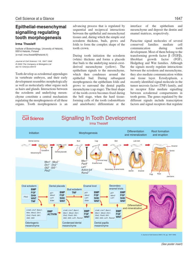 Epithelial-Mesenchymal Signalling Regulating Tooth Morphogenesis | PDF ...