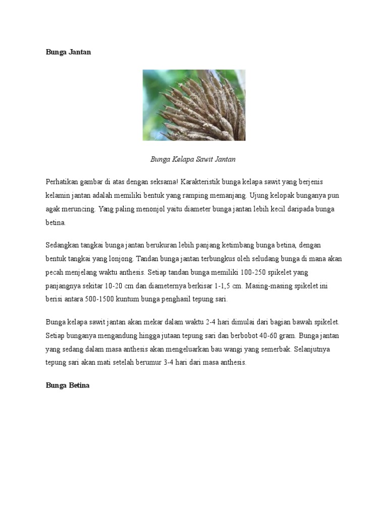 Bunga Jantan | PDF