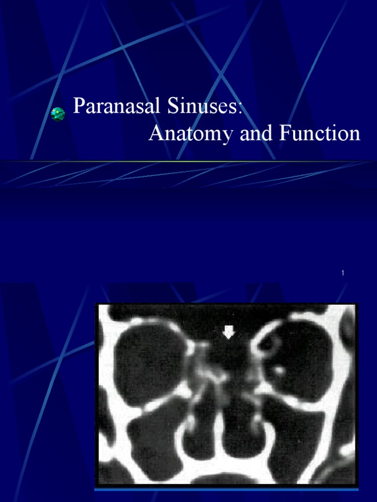 Paranasal Sinuses: Anatomy and Function | Download Free PDF | Human ...
