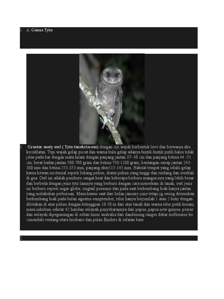 Genus Tyto: Klasifikasi dan Karakteristik Spesies Burung Hantu dari ...