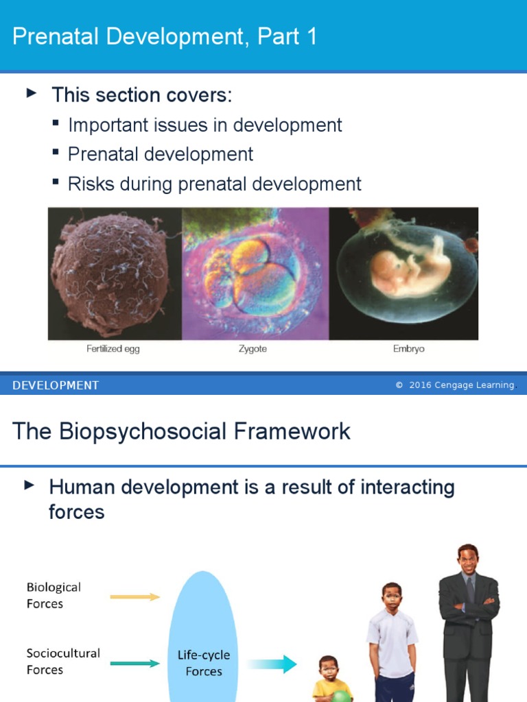 Prenatal Development, Part 1: This Section Covers | PDF | Prenatal ...
