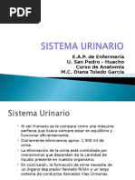 Histologia Timo Conforme Pdf Timo Linfocitos