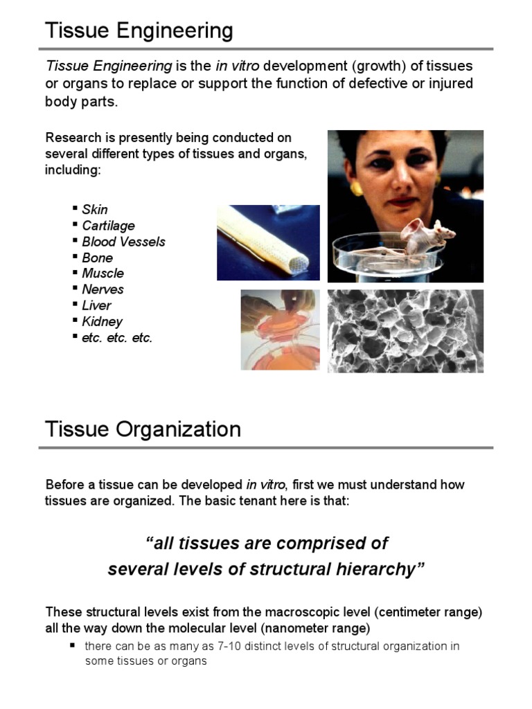 Tissue Engineering: Tissue Engineering Is The in Vitro Development ...