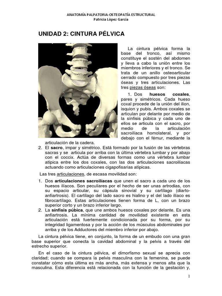 Anatomia Pelvis Pdf Descargar Gratis Pdf Pelvis Rodilla