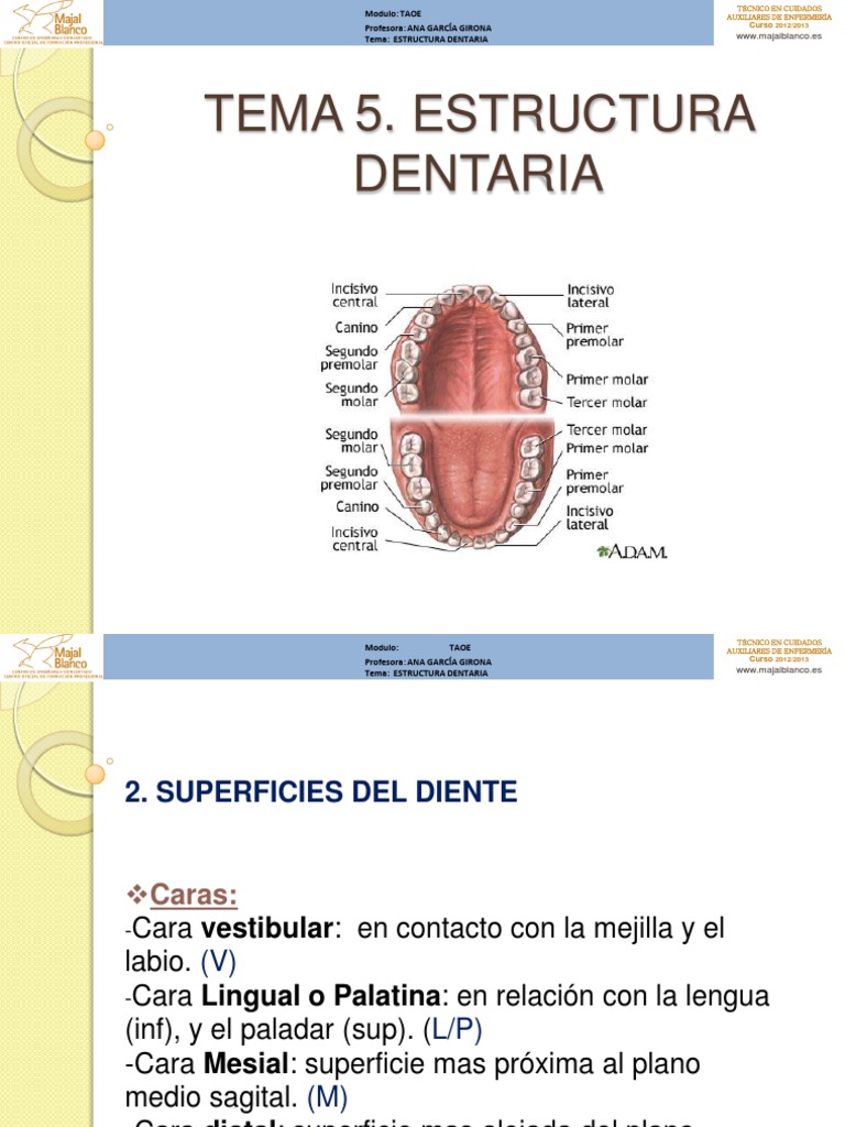Anatomía y Estructura Dentaria | PDF | Diente | Cara