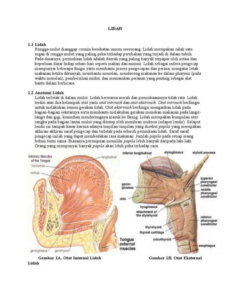 Fungsi dan Anatomi Lidah | PDF