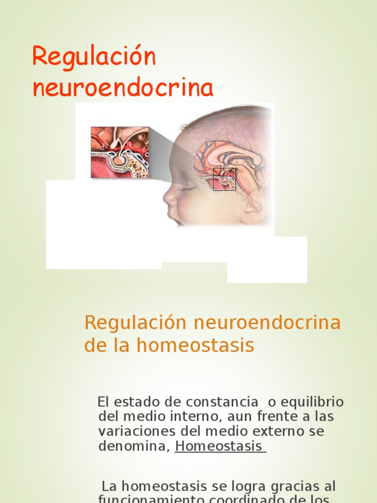 Regulación Neuroendocrina de La Homeostasis | Páncreas | Glándula suprarrenal