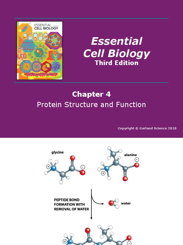 04 Proteinstructureandfunction Pdf Nutrients Macromolecules 6960