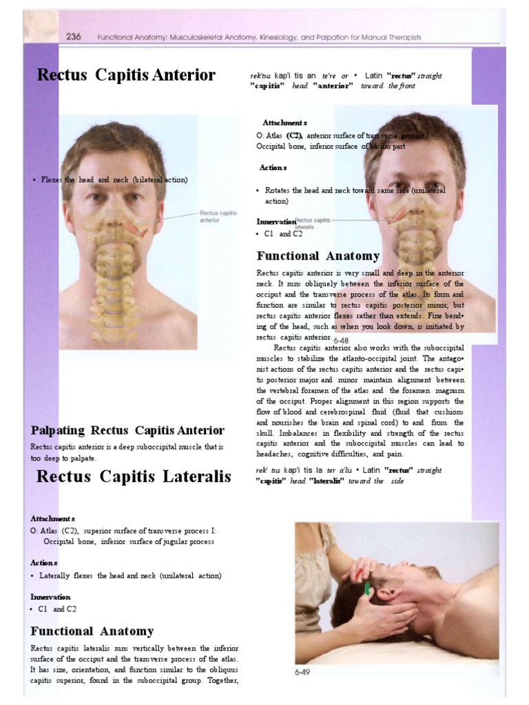 Rectus Capitis Anterior