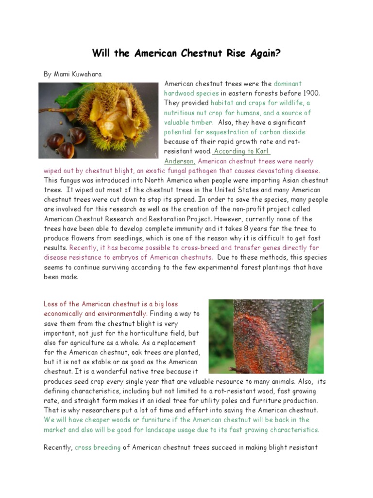 Will The American Chestnut Rise Again | PDF | Technology & Engineering