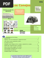 Ciclo de Vida del Conejo para Niños | PDF