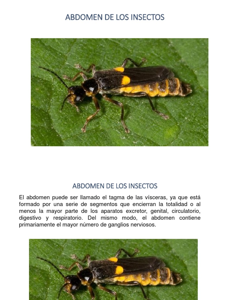 Segmentos del Abdomen en Insectos | PDF | Abdomen | Insectos