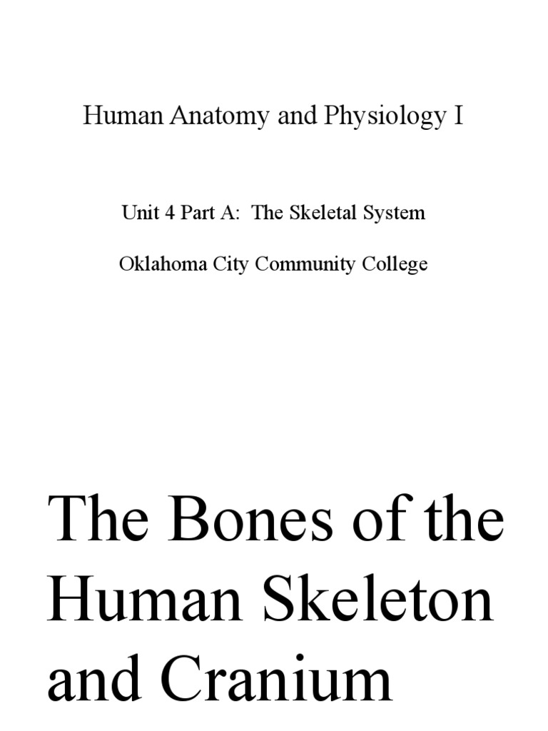 Unit 4 Skeletal System Part I | PDF | Osteoblast | Bone