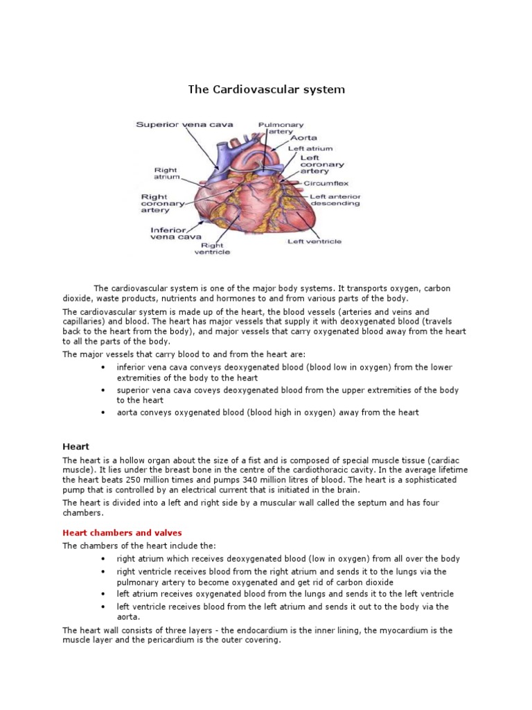 Overview of the Cardiovascular System | PDF | Heart | Circulatory System