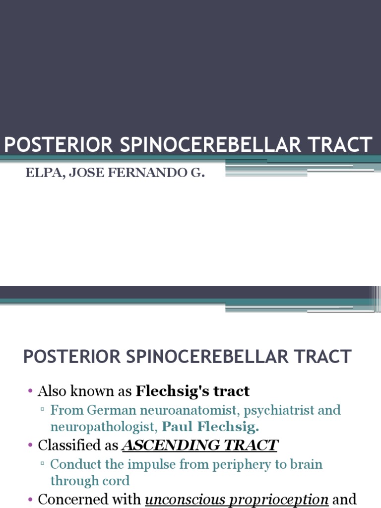 Posterior Spinocerebellar Tract | PDF | Cerebellum | Organ (Anatomy)