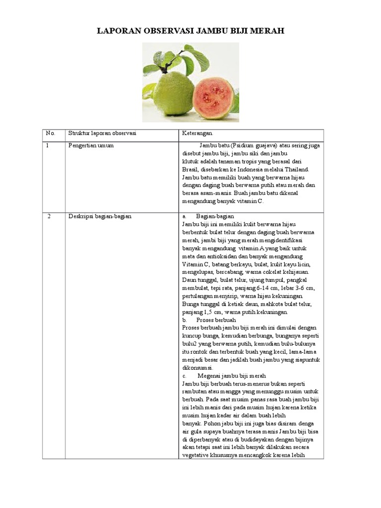 Laporan Observasi Jambu Biji Merah | PDF