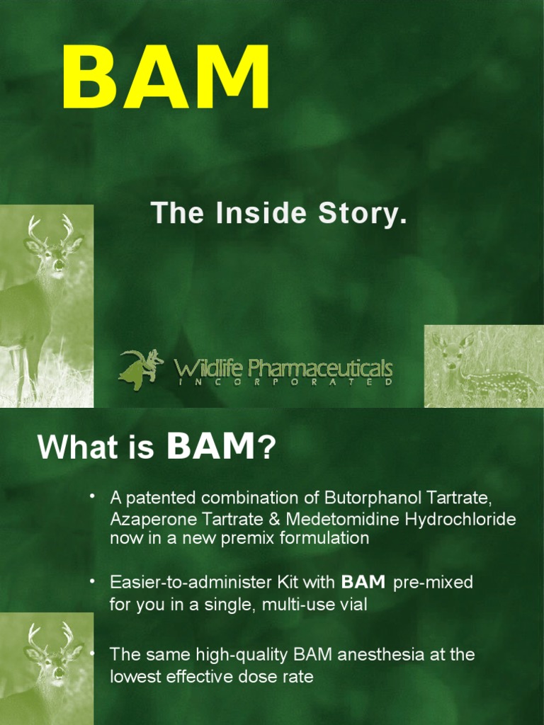 The Story of BAM Presentation - 2015 | PDF | Deer | Respiratory System