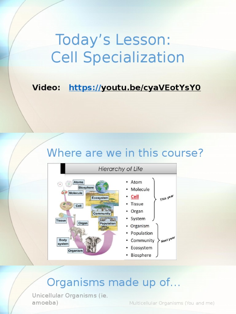 Lesson 1 - Cell Specialization and Hierarchy | PDF | Human Body ...