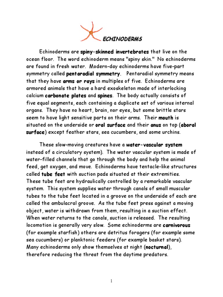 Echinoderms Revised | PDF | Zoology | Organisms