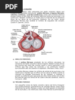 Inervación Del Corazón | PDF | Corazón | Neuroanatomía
