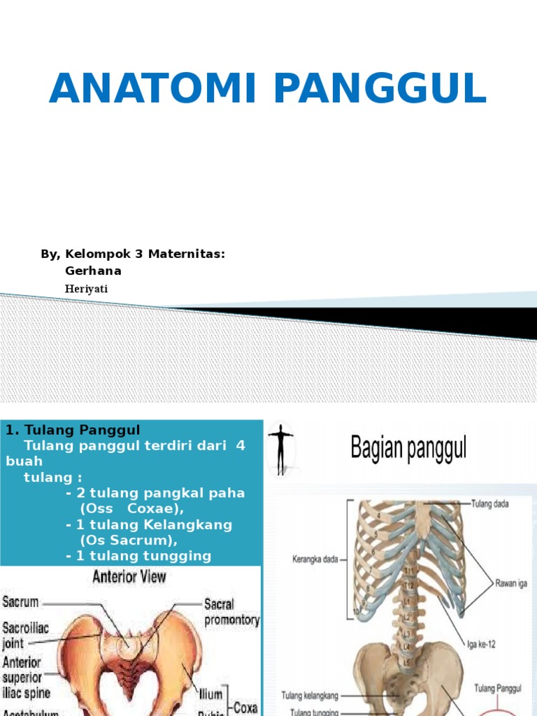 Anatomi dan Struktur Panggul | PDF