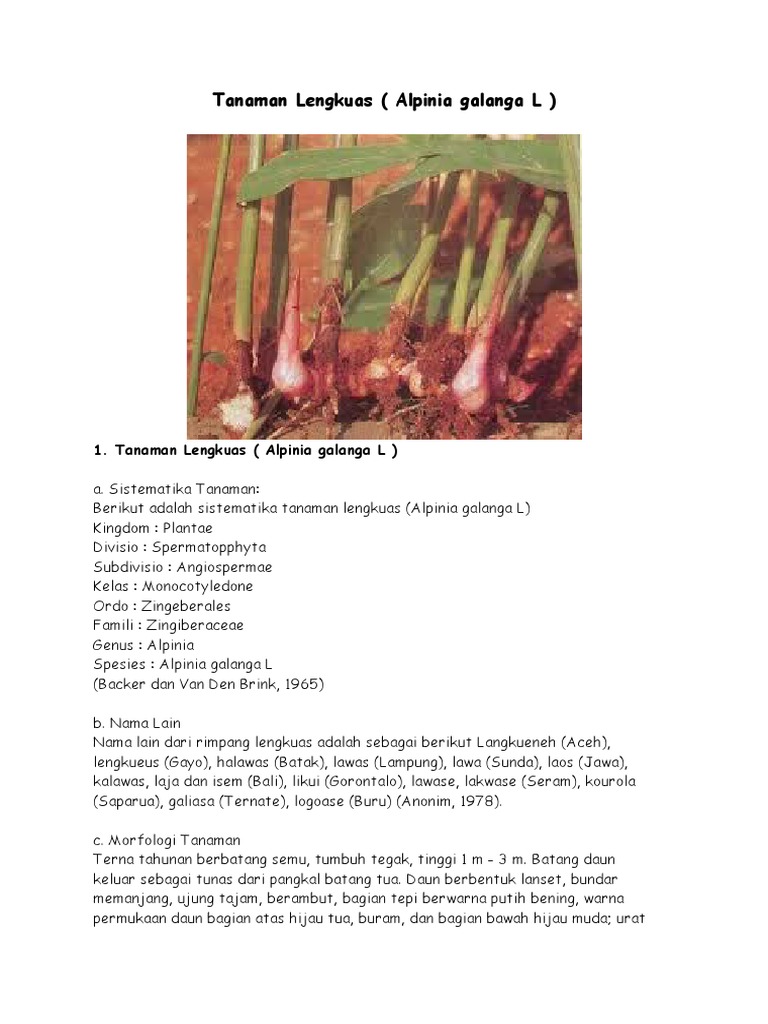 Tanaman Lengkuas | PDF