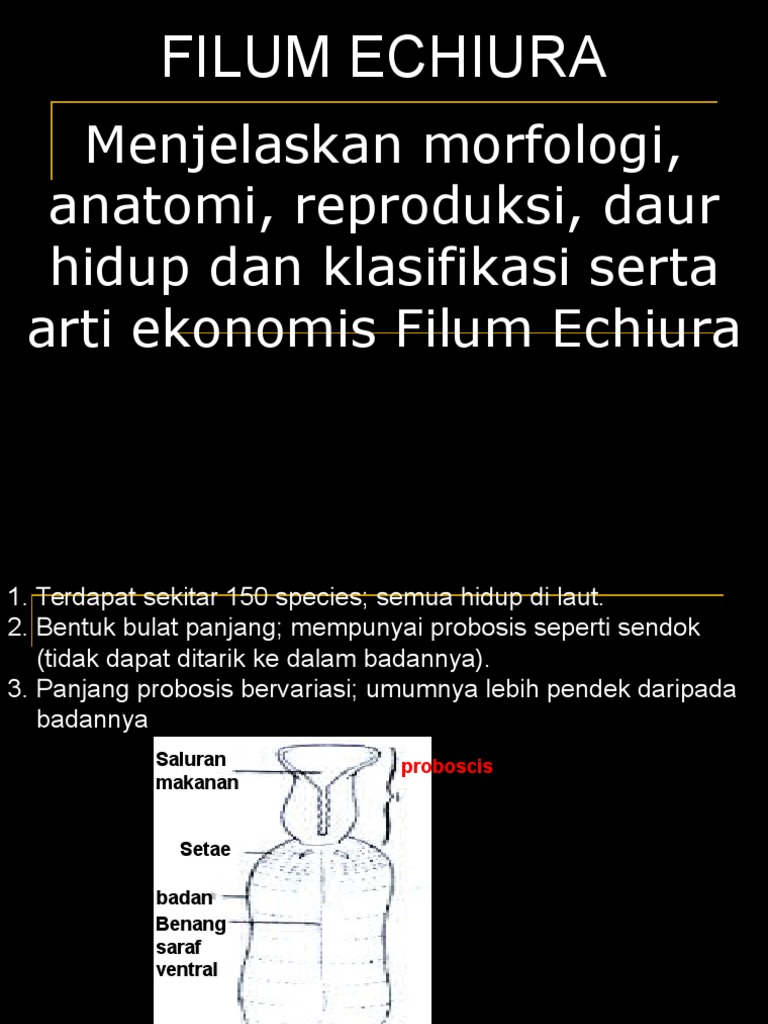 Morfologi dan Reproduksi Echiura | PDF | Kajian Bahasa Asing