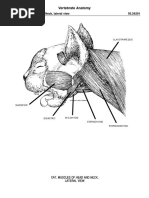 Cat Muscular System Overview | PDF | Foot | Vertebral Column
