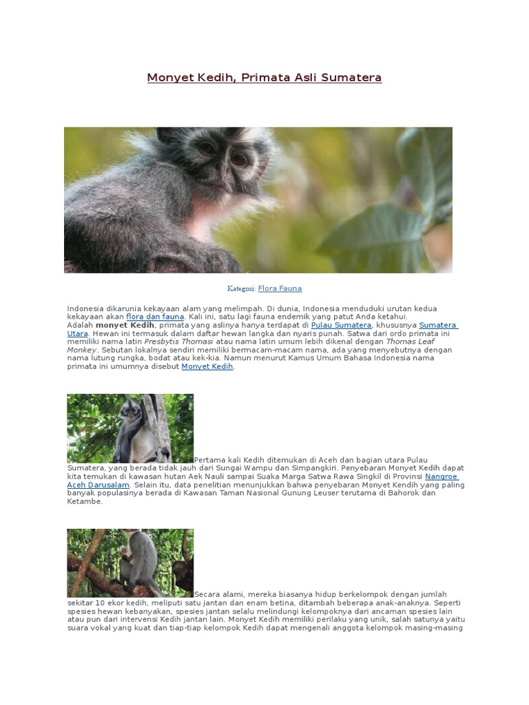 Monyet Kedih | PDF