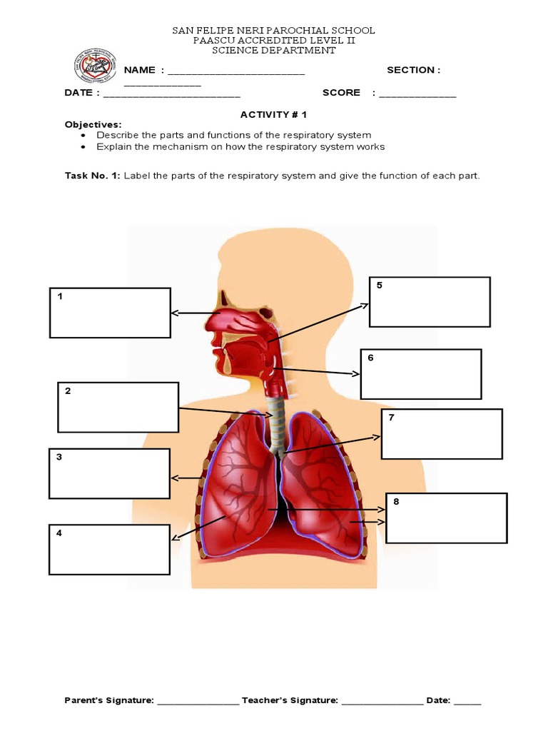 Activity Sheet Body System | PDF | Respiratory System | Vein