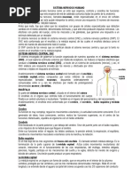 Ficha de Trabajo 5 | PDF | Sistema nervioso central | Cerebro