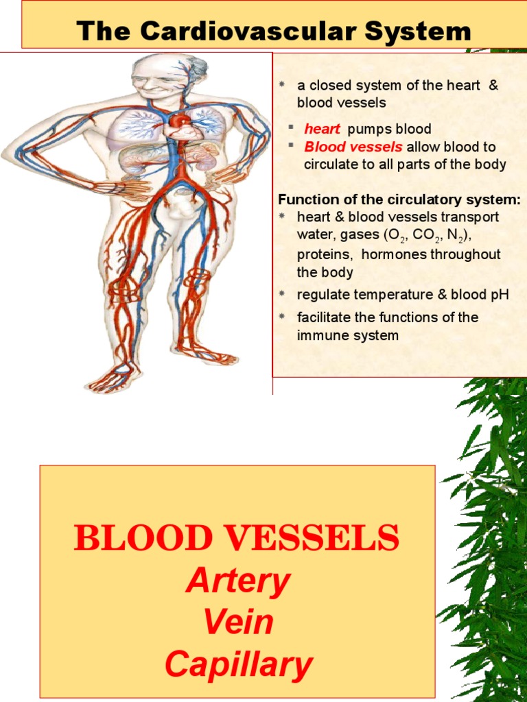 The Cardiovascular System: Heart Blood Vessels | PDF | Heart ...