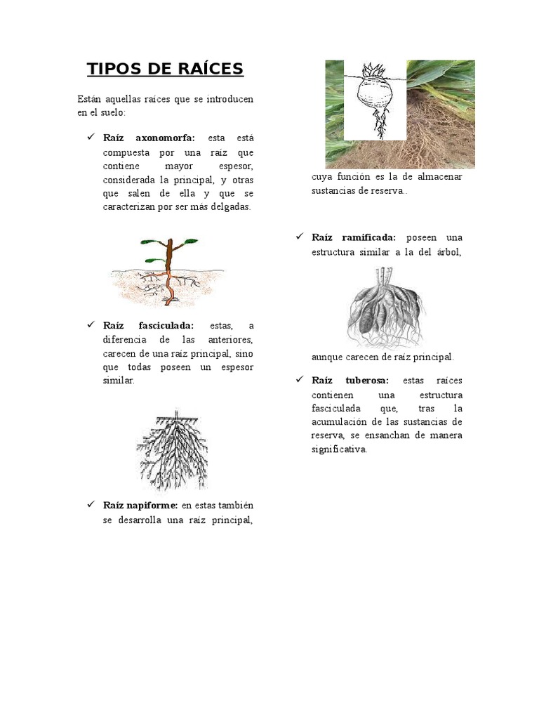 Tipos de Raíces | PDF
