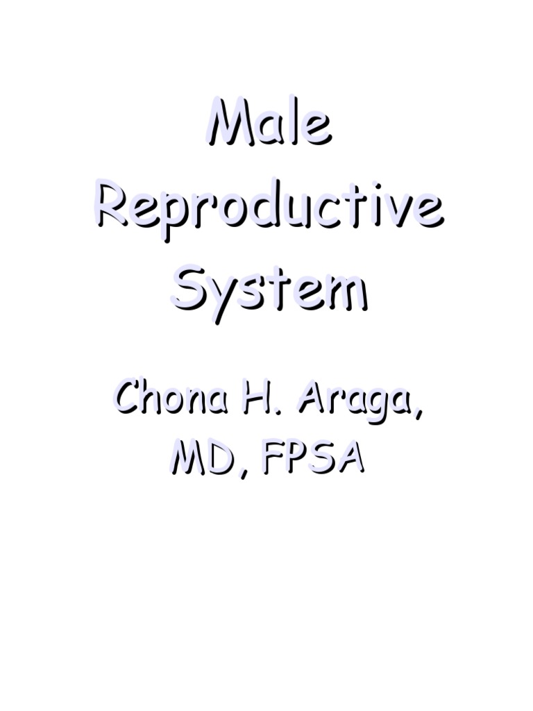 Anatomy and Physiology of the Male Reproductive System | PDF | Prostate ...
