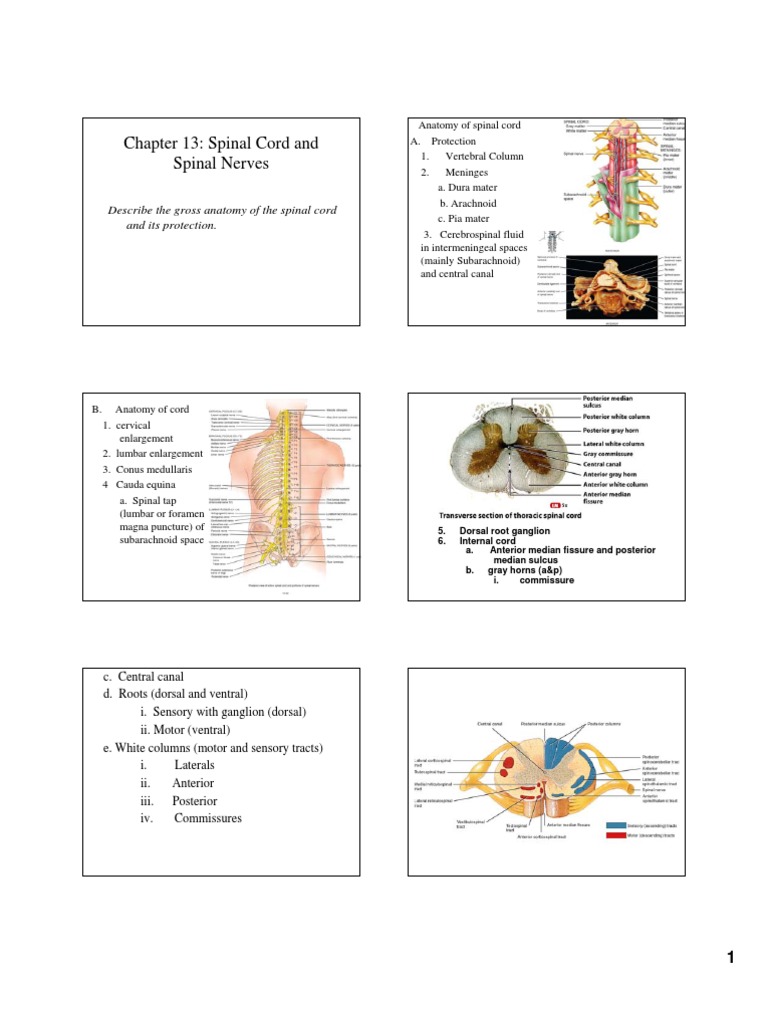 Chapter 13: Spinal Cord and Spinal Nerves | PDF | Spinal Cord | Motor ...