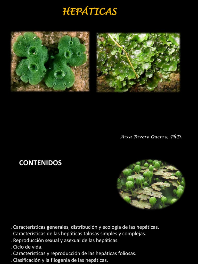 Clase. Hepáticas | Espora | Plantas