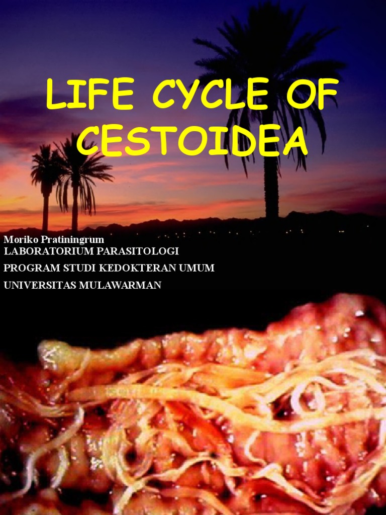 Life Cycle of Cestoda | PDF | Wellness