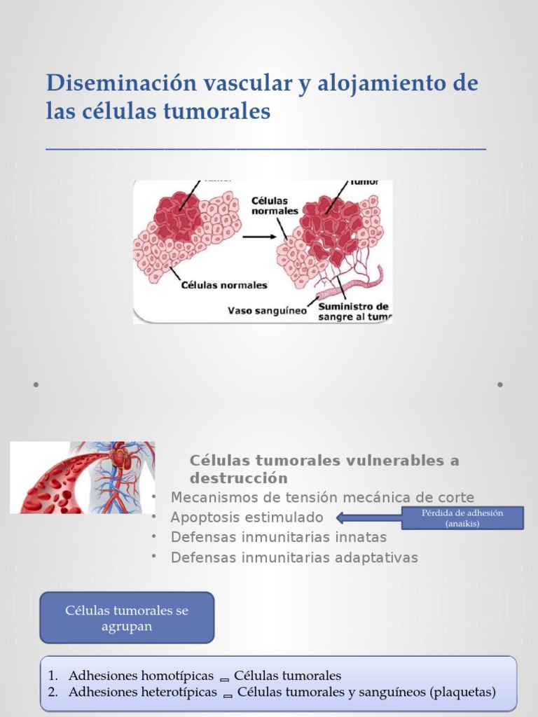 Diseminación Vascular y Alojamiento de Las Células Tumorales | Oncogen ...