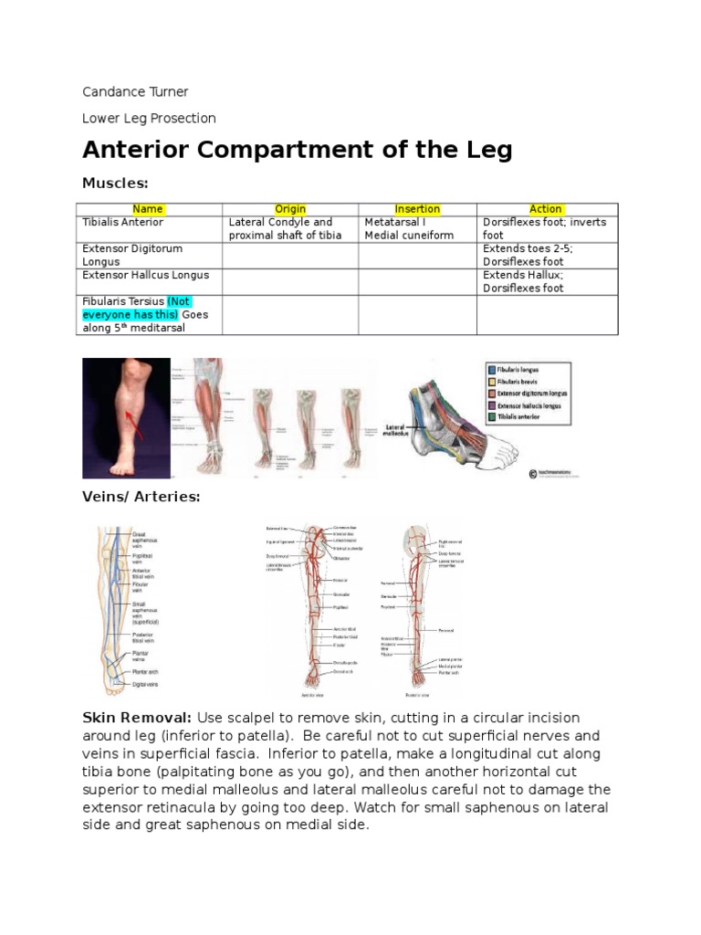 Anatomy Prosection Lower Leg | PDF | Foot | Human Leg