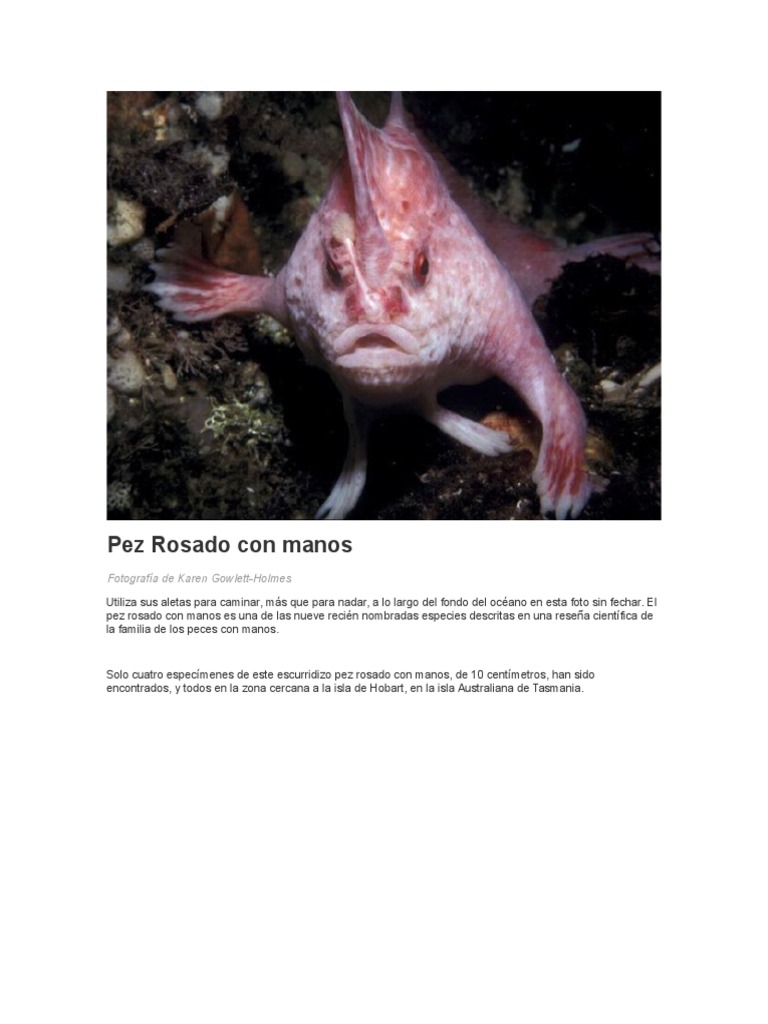 Pez Rosado Con Manos | PDF