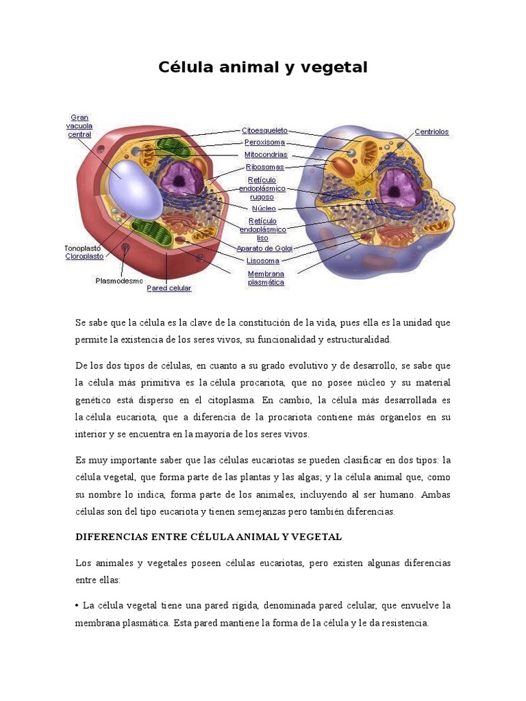 Célula Animal y Vegetal | PDF | Biología Celular) | Eucariotas