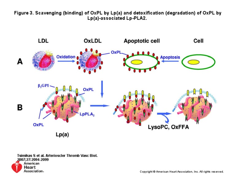 Arterioscler Thromb Vasc Biol 2007 Oct 27 (10) 2094-9 | PDF | Sports ...