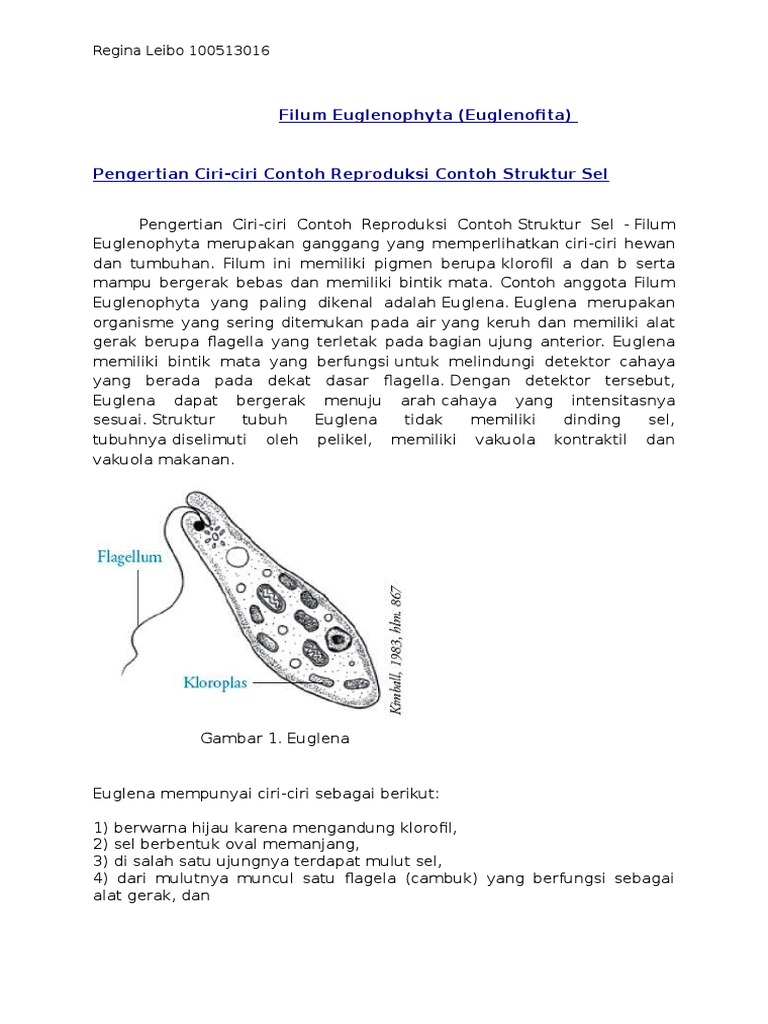 Filum Euglenophyta Gina | PDF