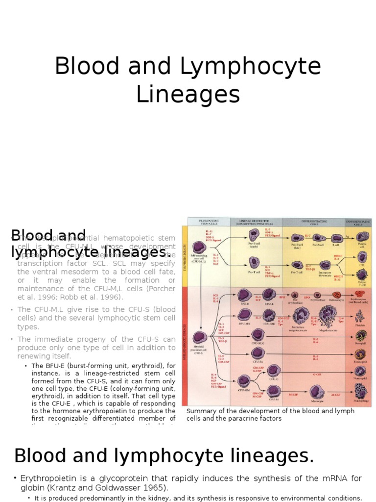 Blood and Lymphocyte Lineages | PDF | Haematopoiesis | Red Blood Cell