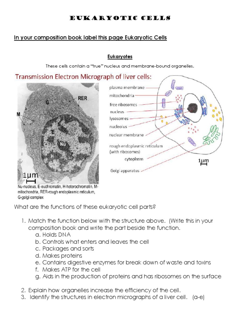 In Your Composition Book Label This Page Eukaryotic Cells | PDF ...