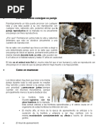 Infografia Del Zorro | PDF