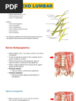 Laminación de Rexed | PDF | Médula espinal | Cerebelo