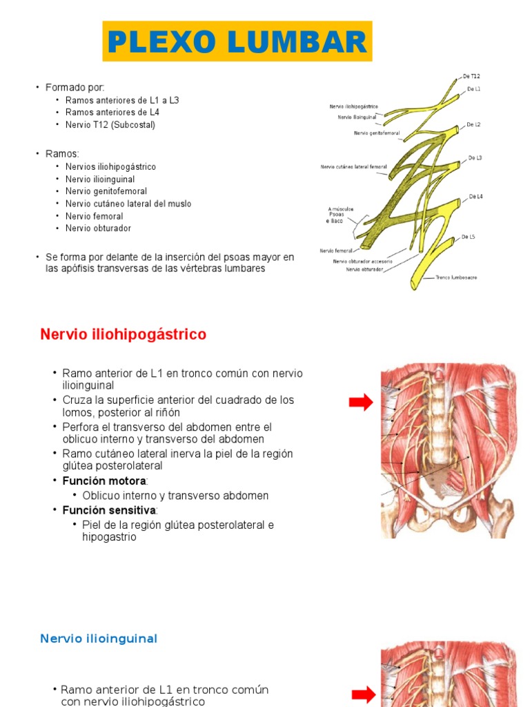 Plexo Lumbar | Miembro inferior, anatomía | Extremidades (Anatomía)
